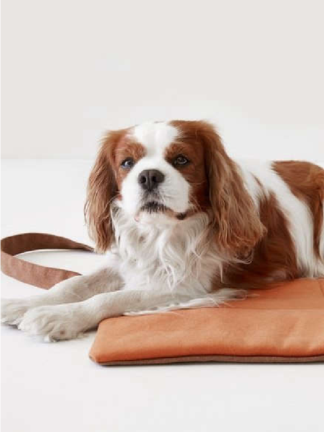 Made in Berlin: Essentials for the Discerning Dog - Remodelista Web ...