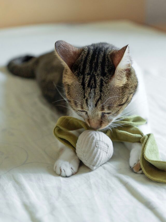 Remodelista Gift Guide 2023: 10 Ideas For Very Good Pets (And Their ...