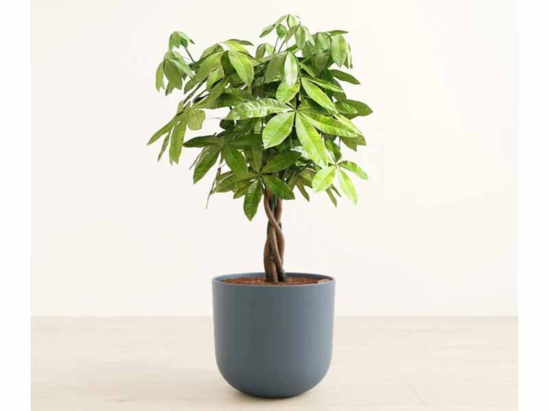 Money Tree