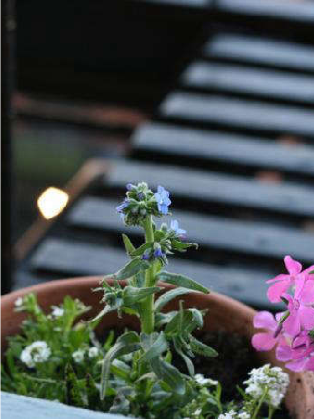 DIY: A Fire Escape-Style Garden - Gardenista Web Story - Remodelista