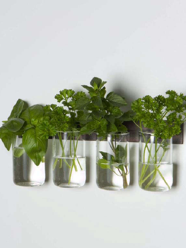 Instant Wall Vase, Inspired by the Shakers - Remodelista Web Story ...