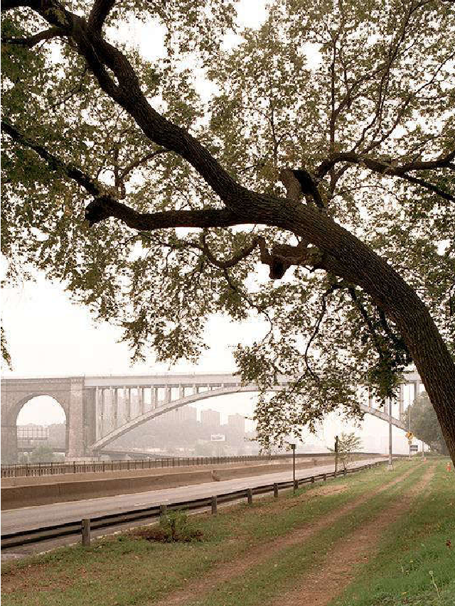 Required Reading: New York City of Trees by Benjamin Swett - Gardenista ...