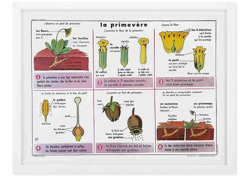 French Botany Charts