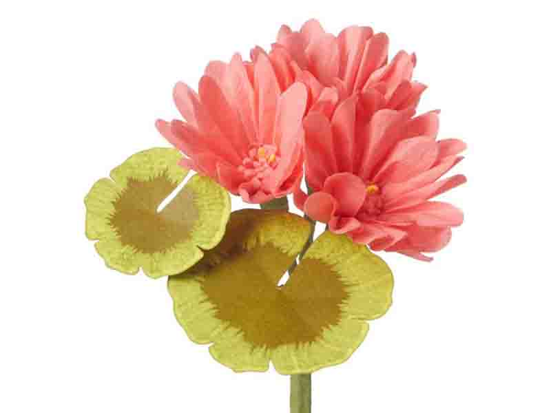 Two Tone Geranium Plant