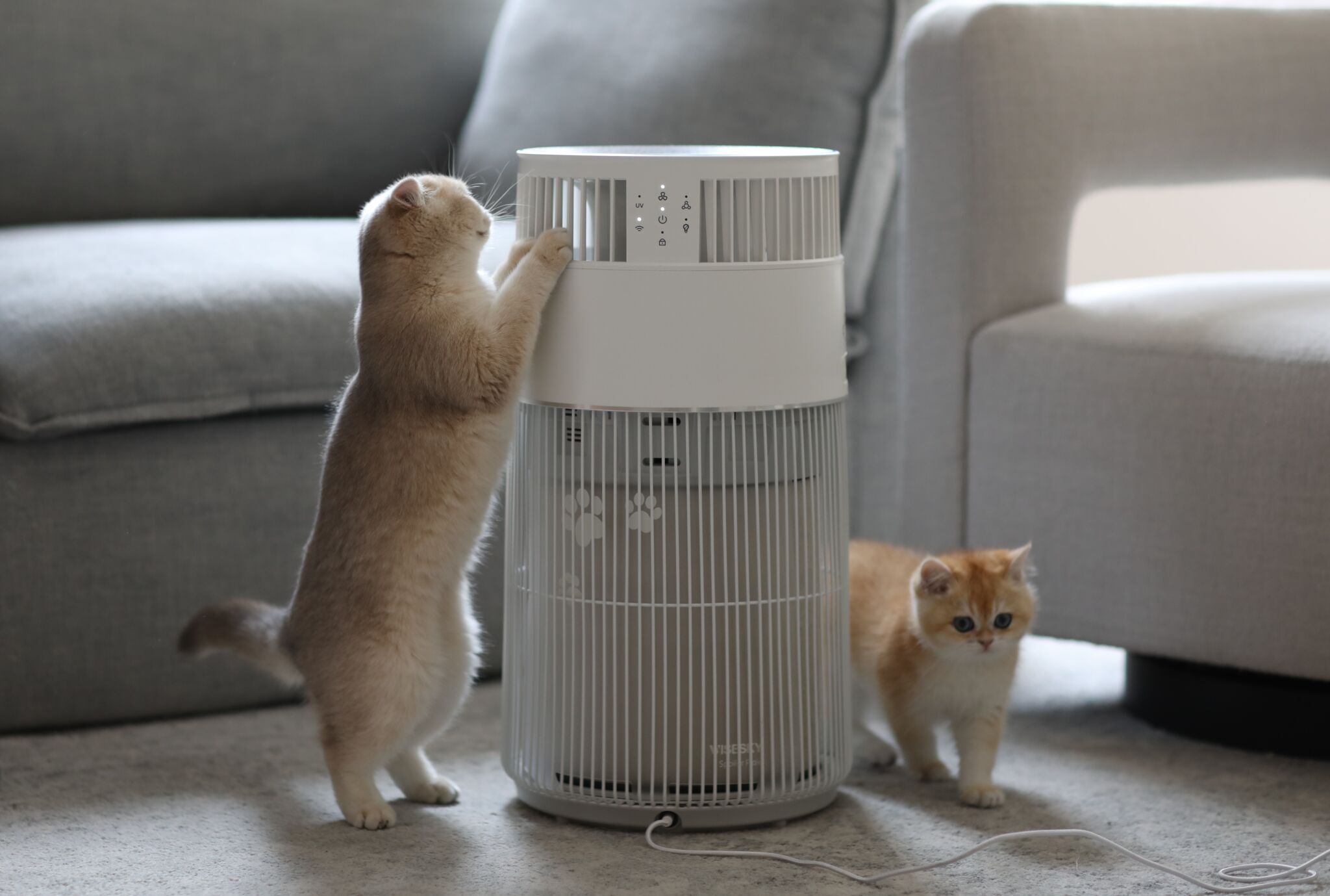 Clean Air for All: The "Meow Buddy" Air Purifier, Plus a Discount for ...
