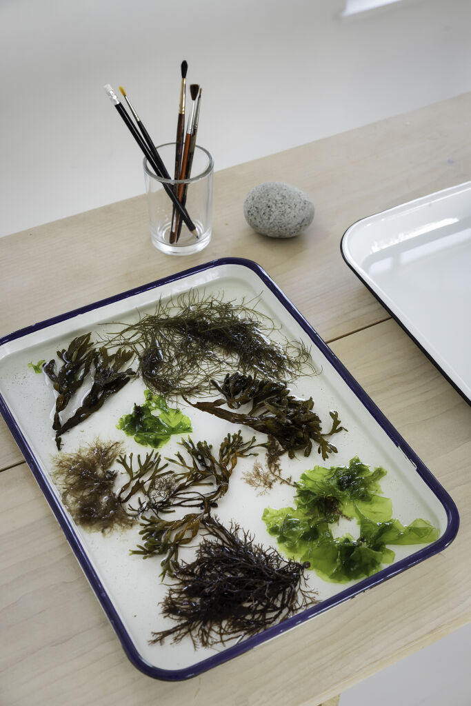 Souvenirs of Summer: Pressed Seaweed Prints - Remodelista